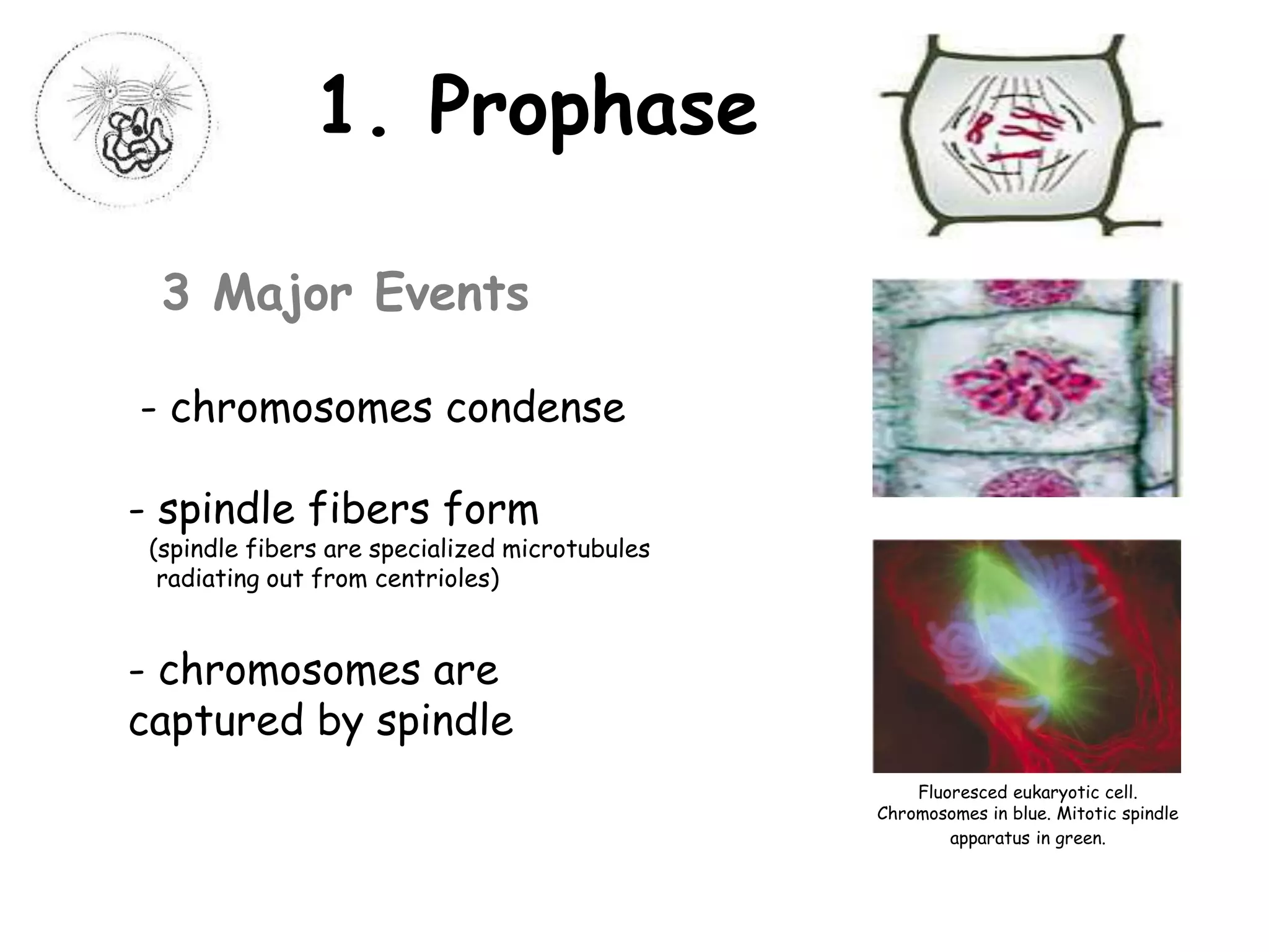 Cell division-mitosis-meiosis-biology-lecture-power point-vcb-cct | PPTX