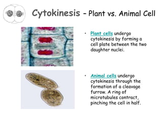 Cell division-mitosis-meiosis-biology-lecture-power point-vcb-cct | PPTX