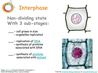 Cell division-mitosis-meiosis-biology-lecture-power point-vcb-cct | PPTX