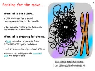 Cell division-mitosis-meiosis-biology-lecture-power point-vcb-cct | PPTX