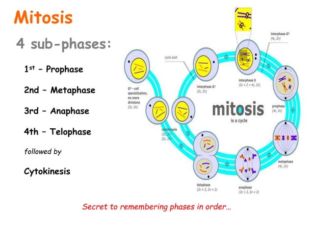 Cell division-mitosis-meiosis-biology-lecture-power point-vcb-cct | PPT