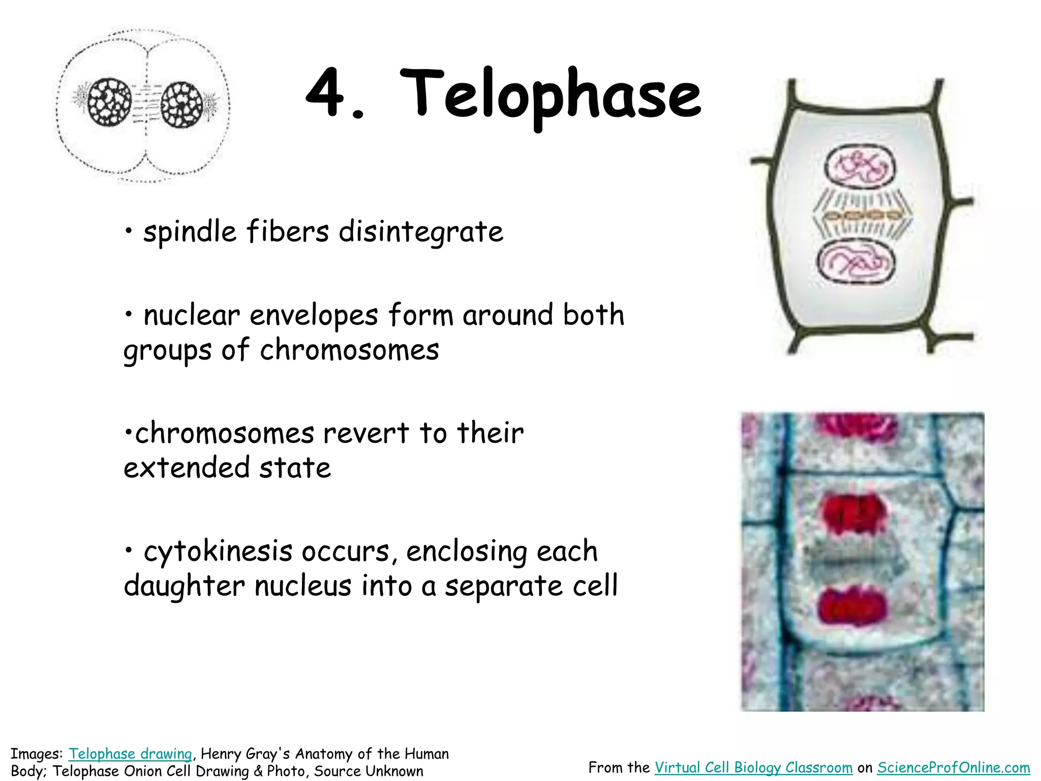 Cell division-mitosis-meiosis-biology-lecture-power point-vcb-cct | PPT