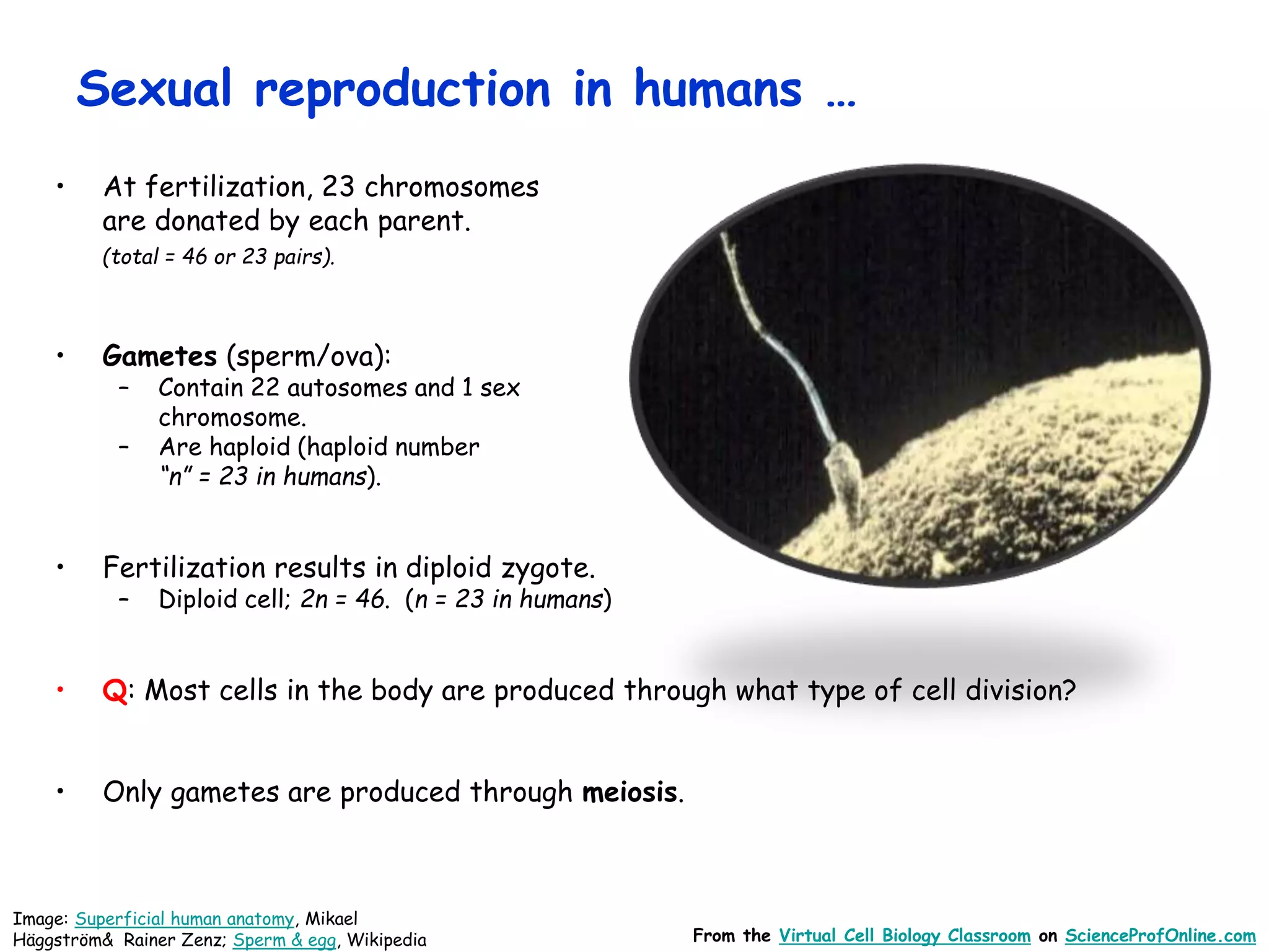 Cell division-mitosis-meiosis-biology-lecture-power point-vcb-cct | PPT