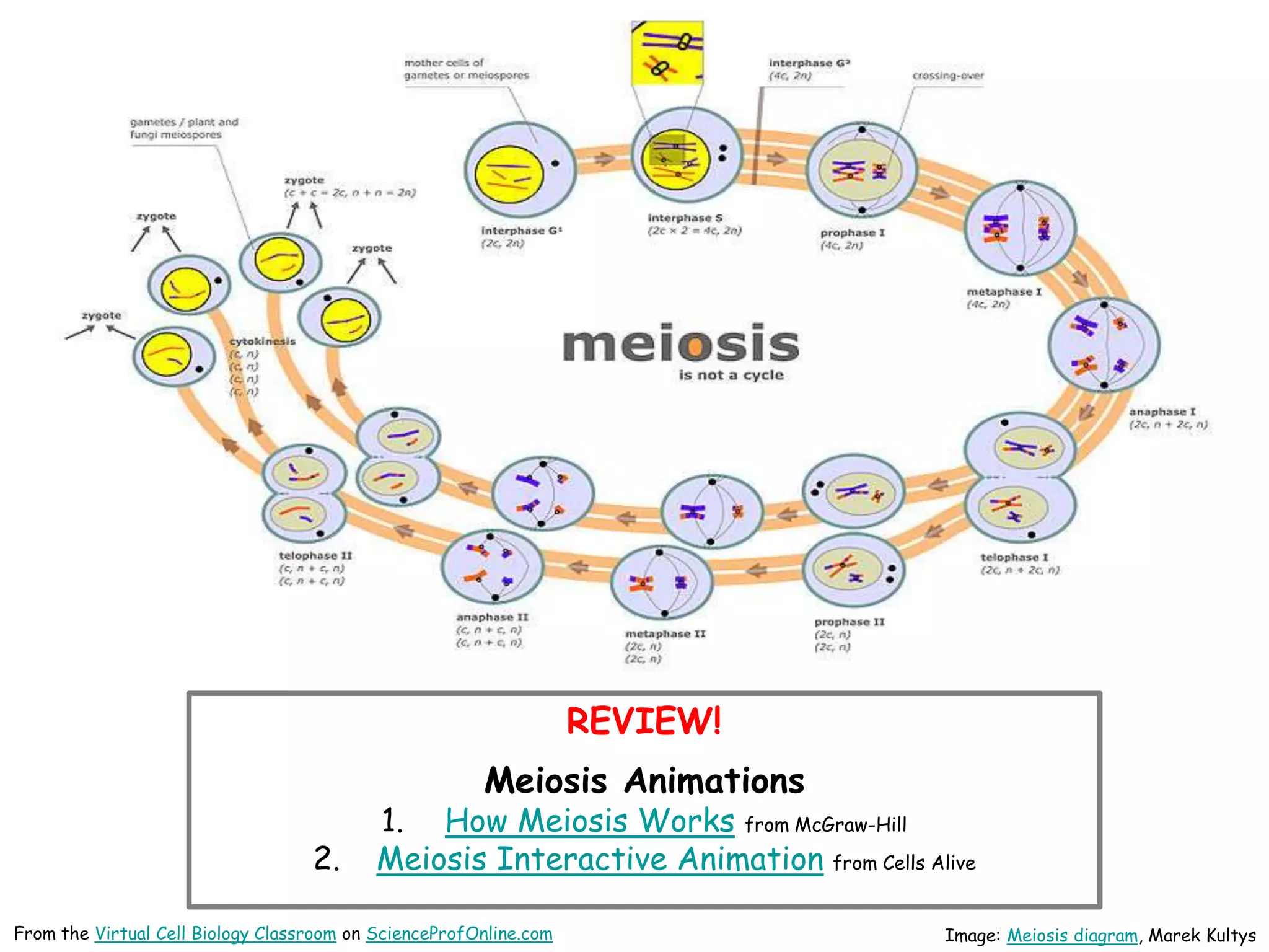 Cell division-mitosis-meiosis-biology-lecture-power point-vcb-cct | PPT