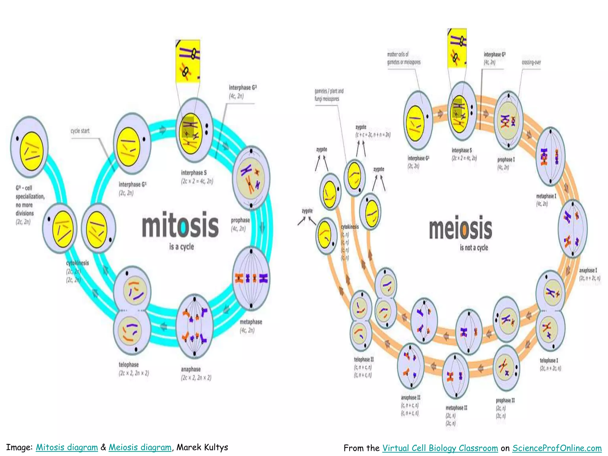 Cell division-mitosis-meiosis-biology-lecture-power point-vcb-cct | PPT
