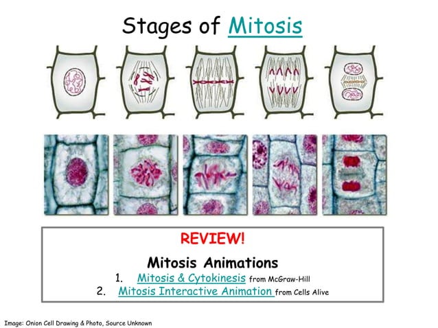 Cell division-mitosis-meiosis-biology-lecture-power point-vcb-cct | PPT