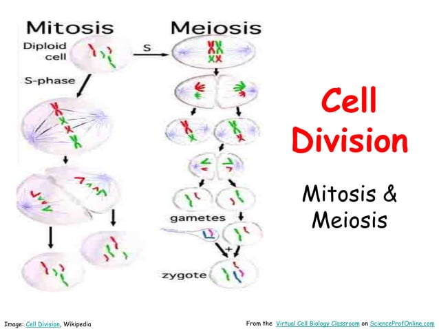 Cell division-mitosis-meiosis-biology-lecture-power point-vcb-cct | PPT
