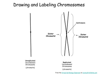 Cell division-mitosis-meiosis-biology-lecture-power point-vcb-cct | PPTX