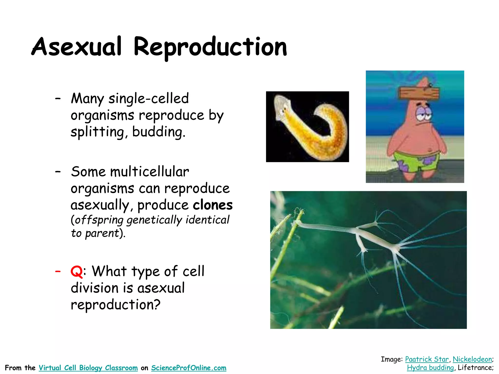 Cell division-mitosis-meiosis-biology-lecture-power point-vcb-cct | PPTX