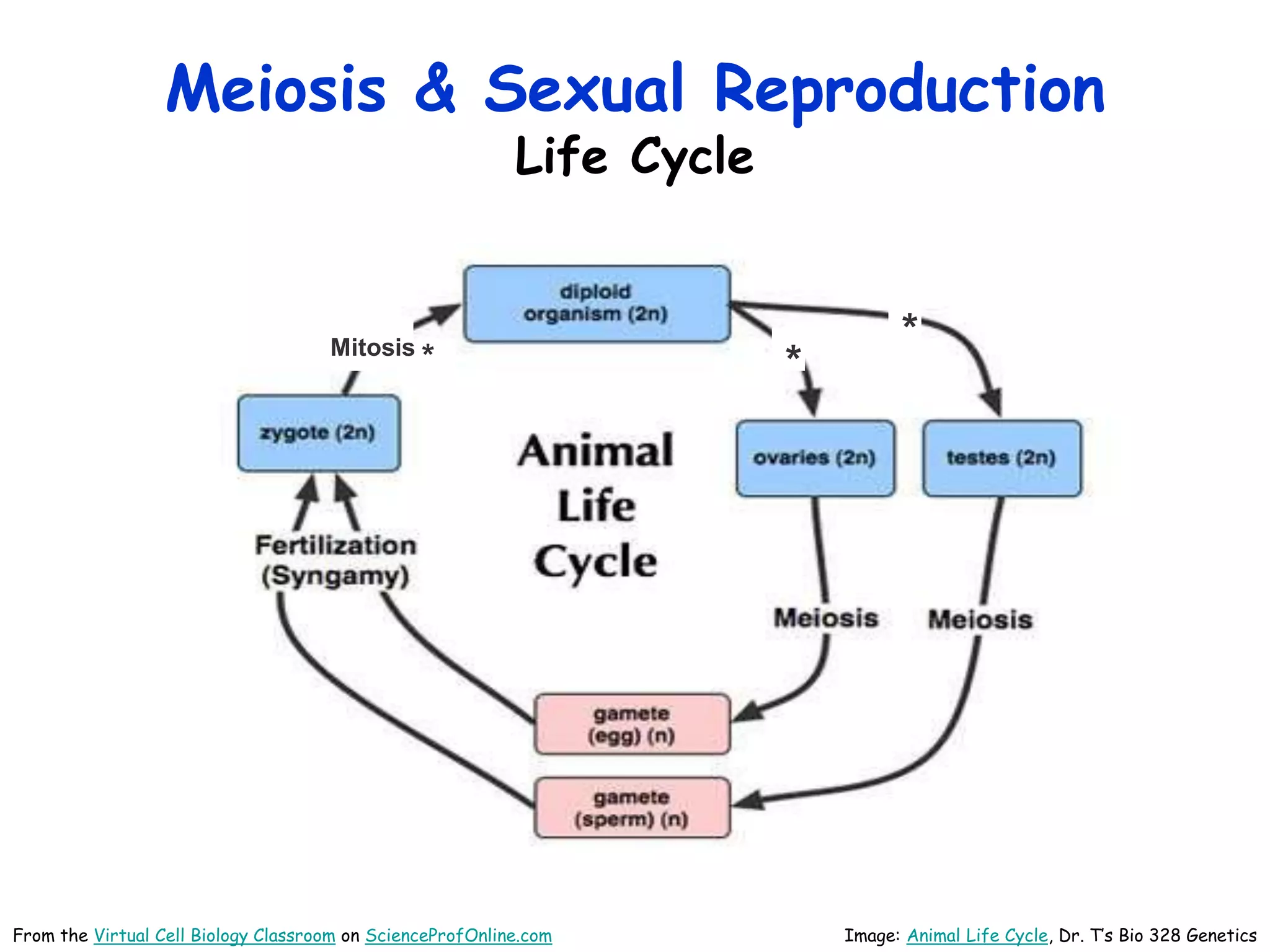Cell division-mitosis-meiosis-biology-lecture-power point-vcb-cct | PPT