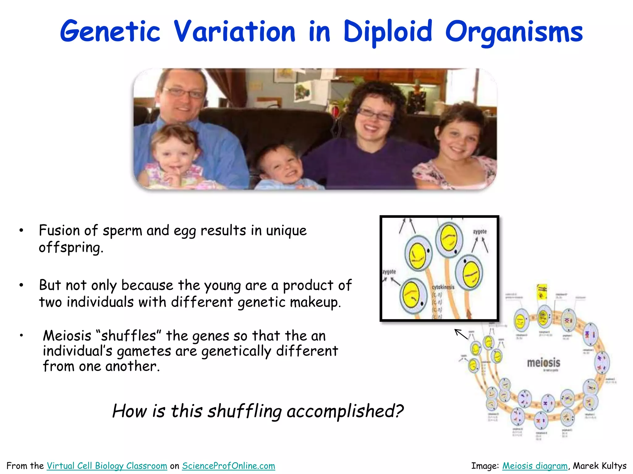 Cell division-mitosis-meiosis-biology-lecture-power point-vcb-cct | PPTX