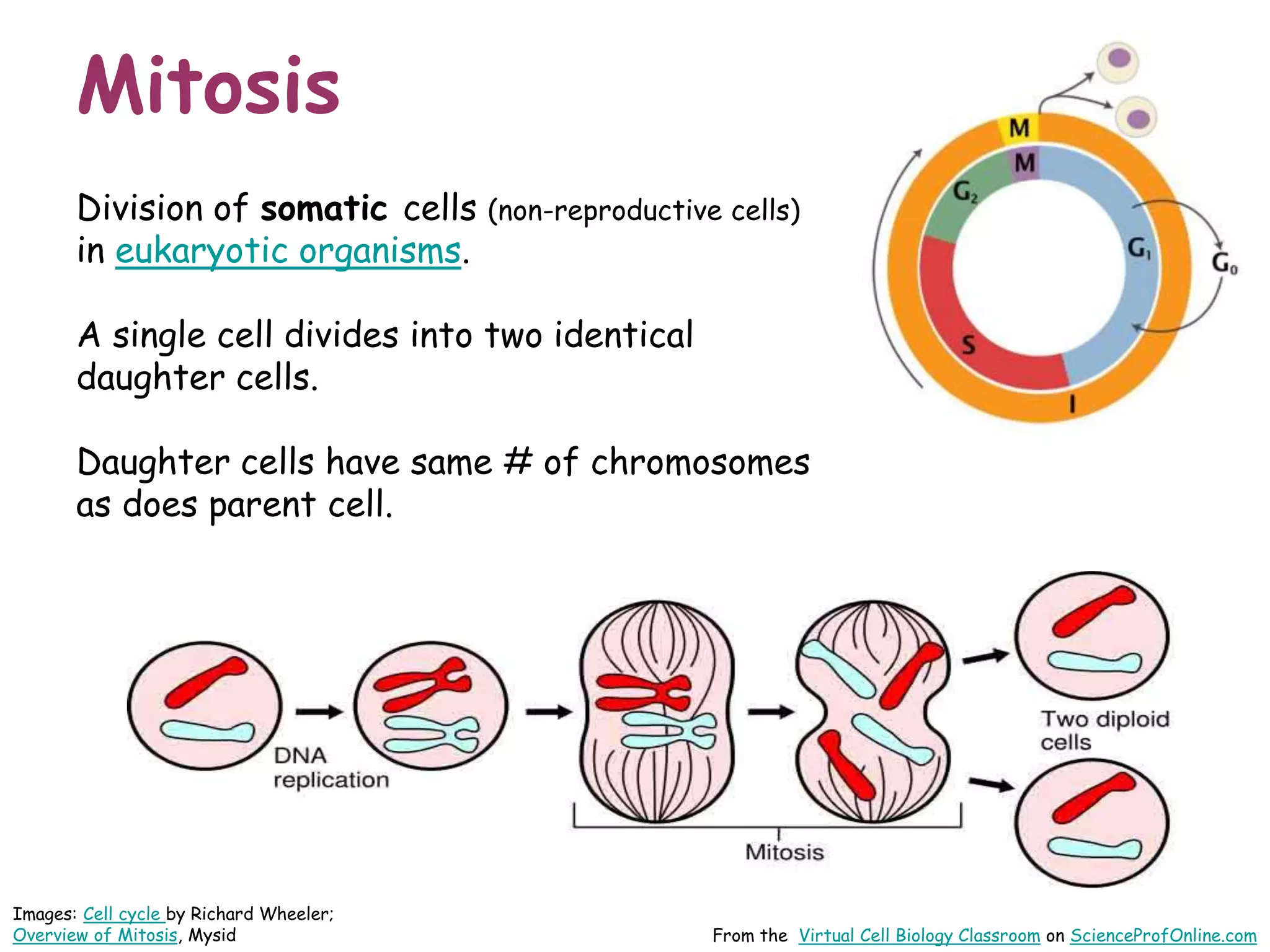 Cell division-mitosis-meiosis-biology-lecture-power point-vcb-cct | PPT
