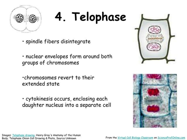 Cell division-mitosis-meiosis-biology-lecture-power point-vcb-cct | PPT