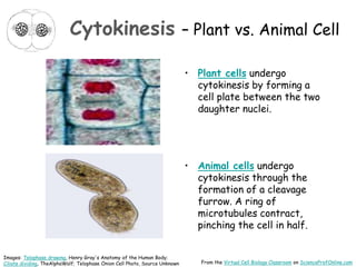 Cell division-mitosis-meiosis-biology-lecture-power point-vcb-cct | PPTX