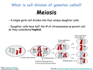 Cell division-mitosis-meiosis-biology-lecture-power point-vcb-cct | PPT