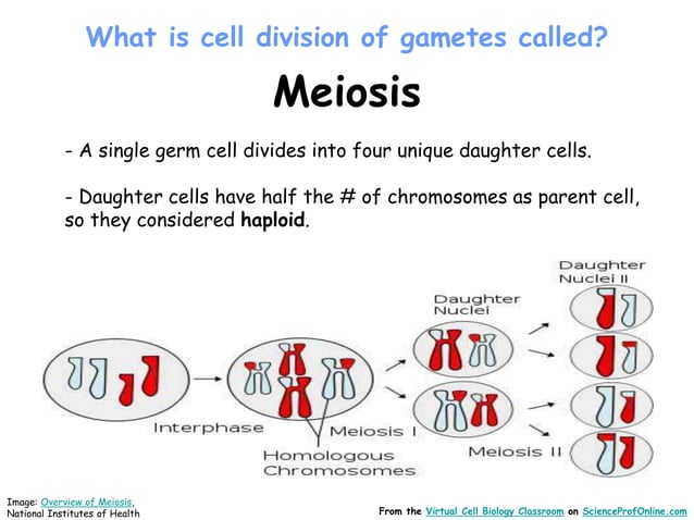 Cell division-mitosis-meiosis-biology-lecture-power point-vcb-cct | PPT