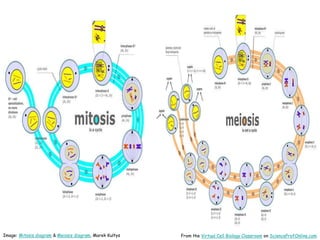 Cell division-mitosis-meiosis-biology-lecture-power point-vcb-cct | PPTX