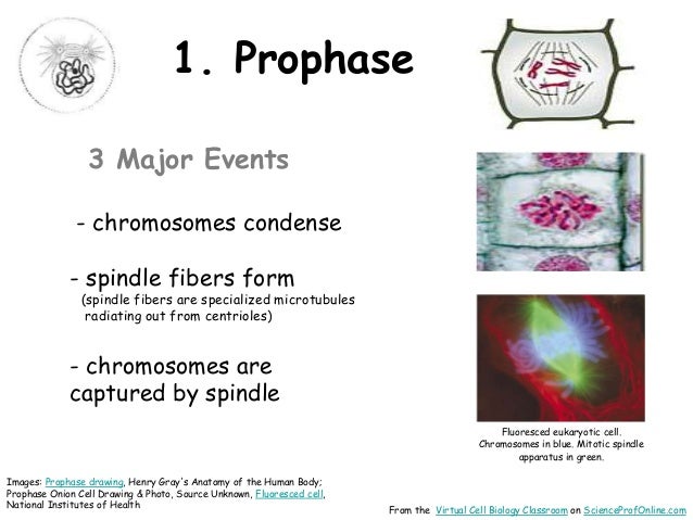 Draw The Diagram Of All Five Sub Stages Of Prophase 1 Of