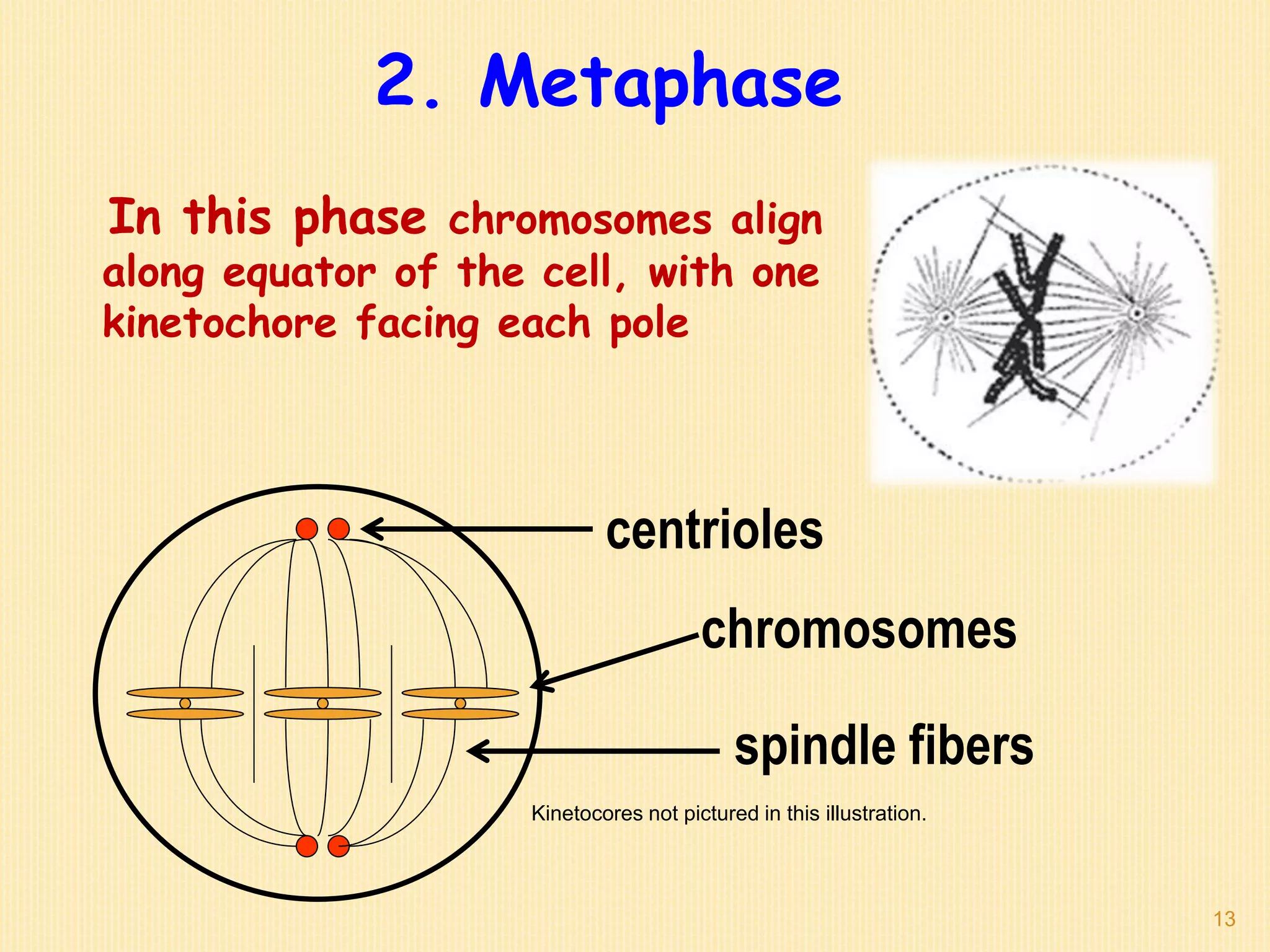 Cell Division | PPTX