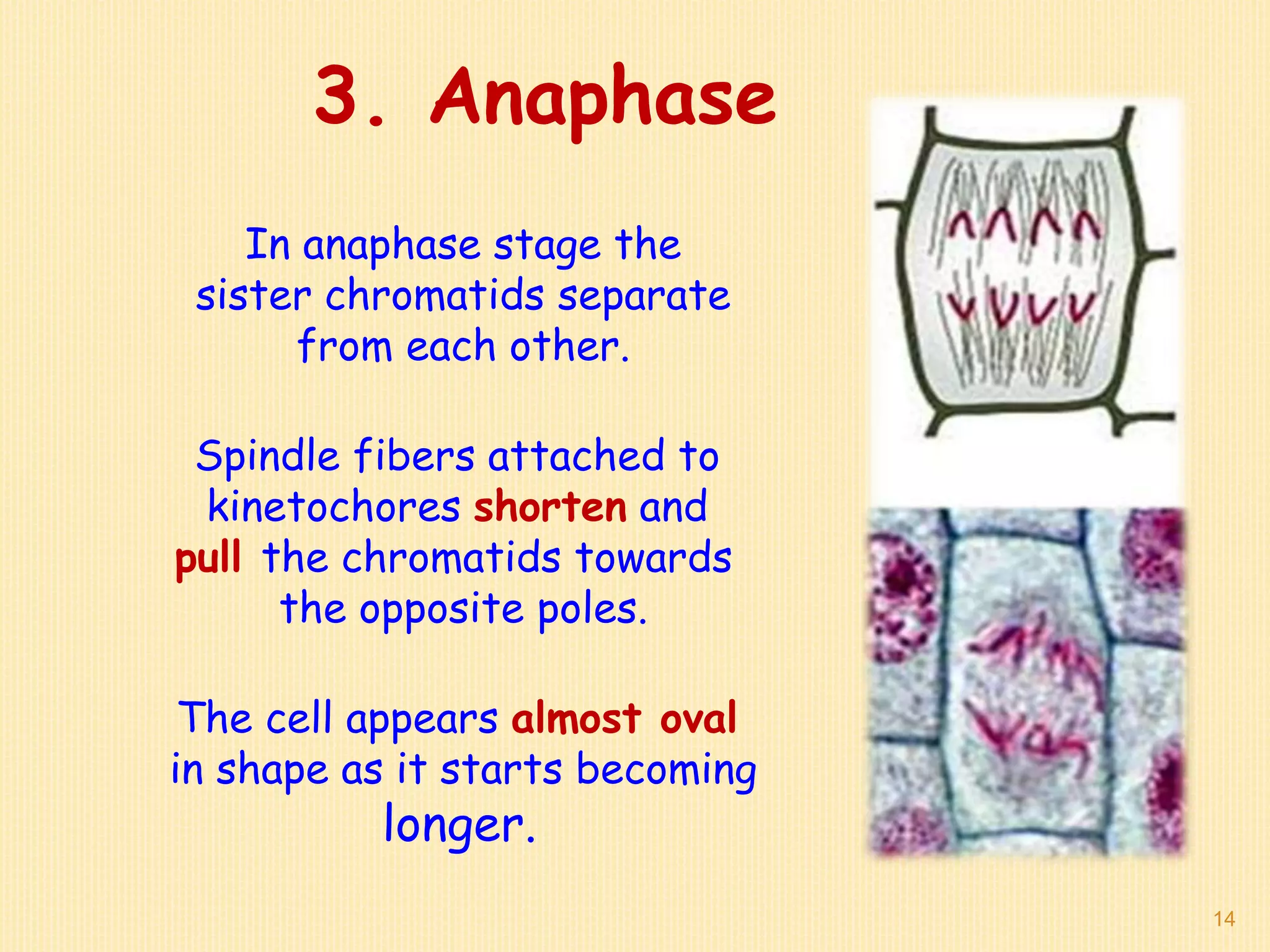 Cell Division | PPTX