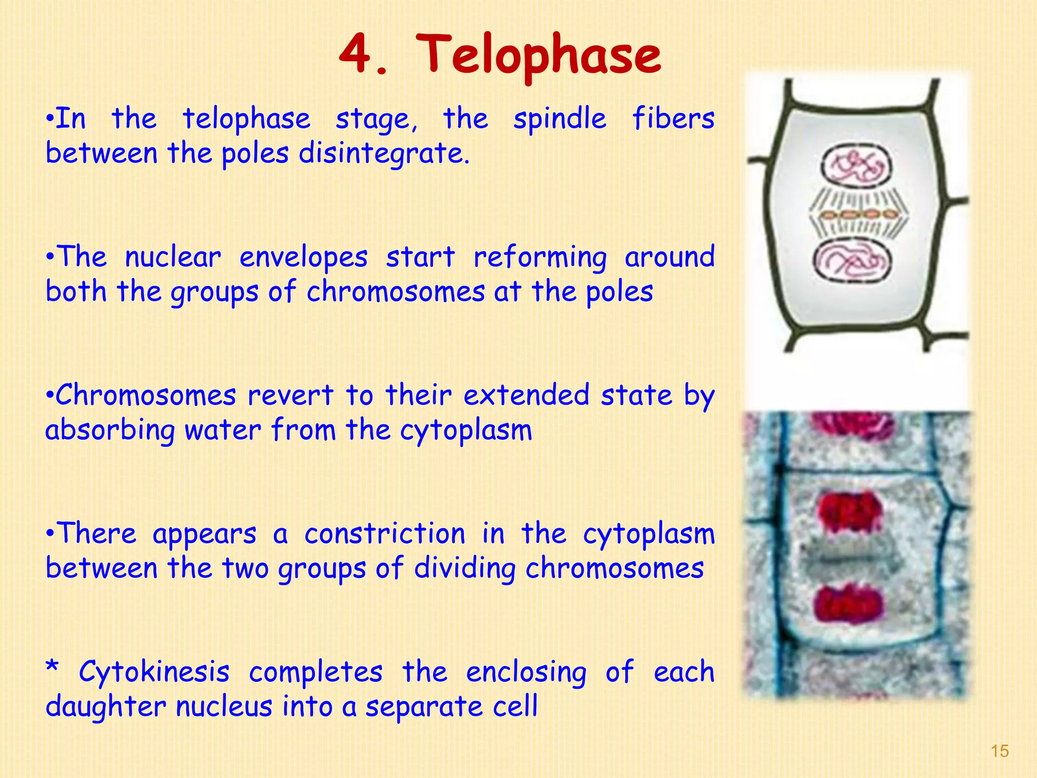 Cell Division | PPTX