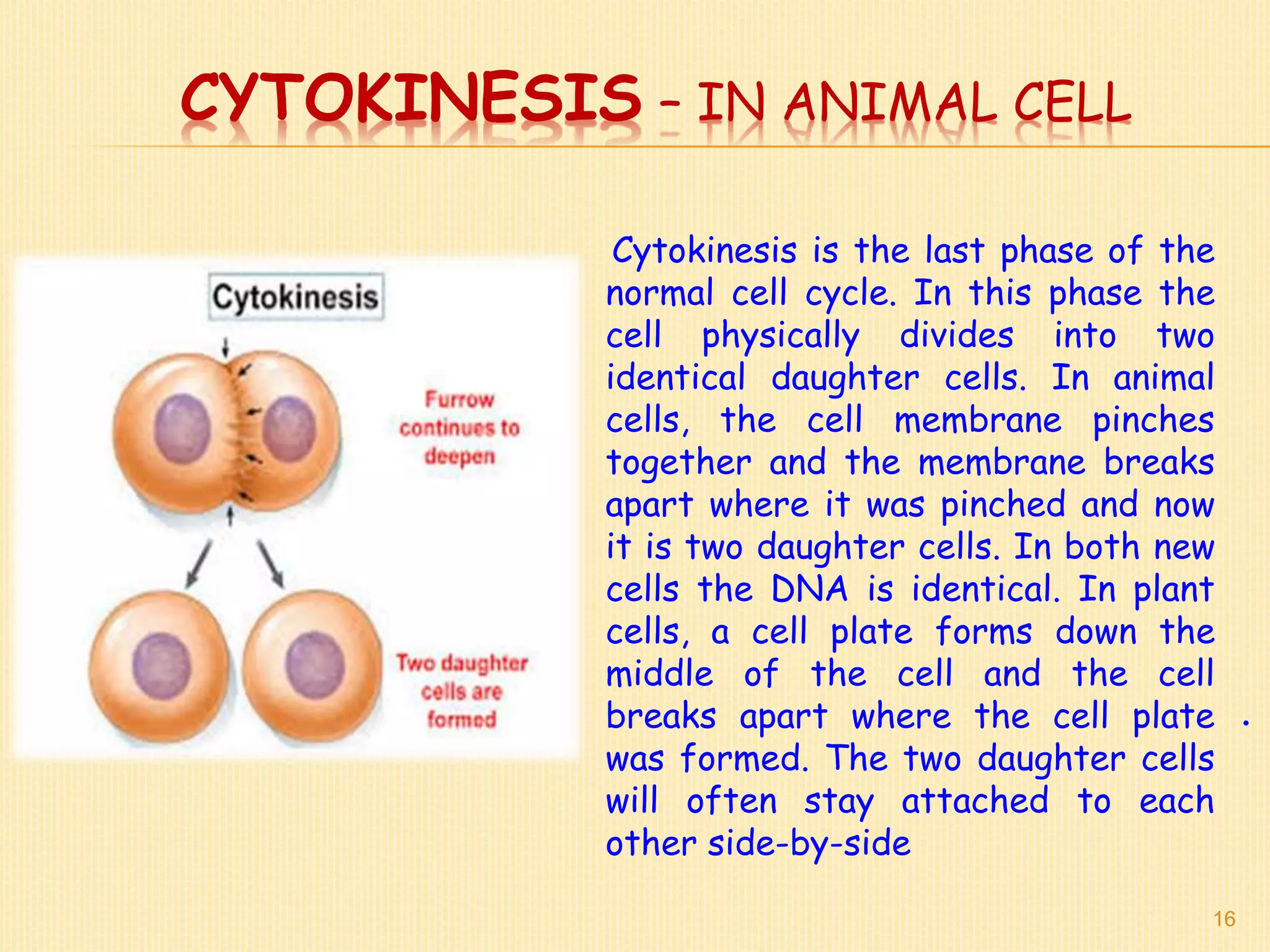 Cell Division | PPTX