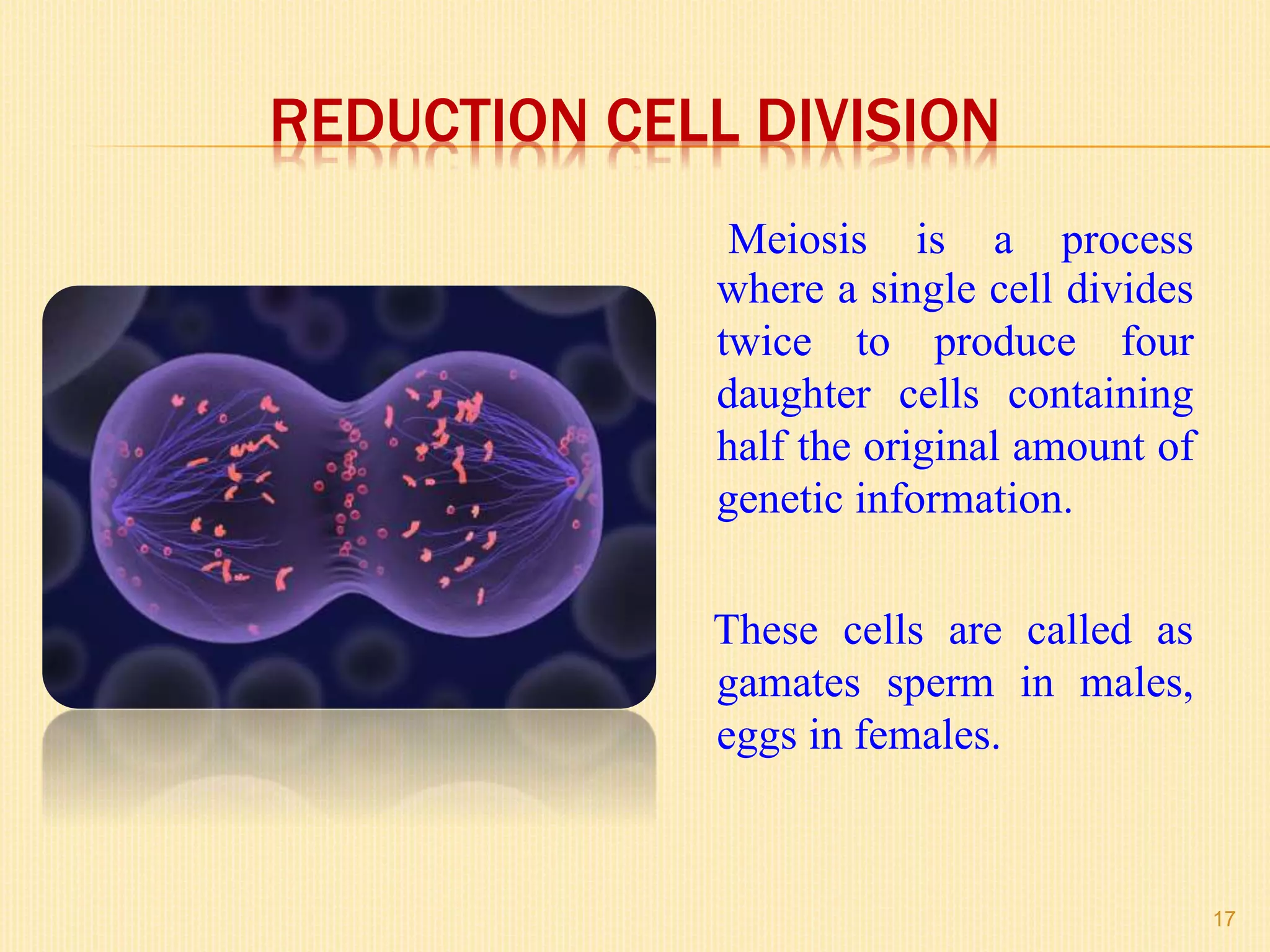 Cell Division | PPTX
