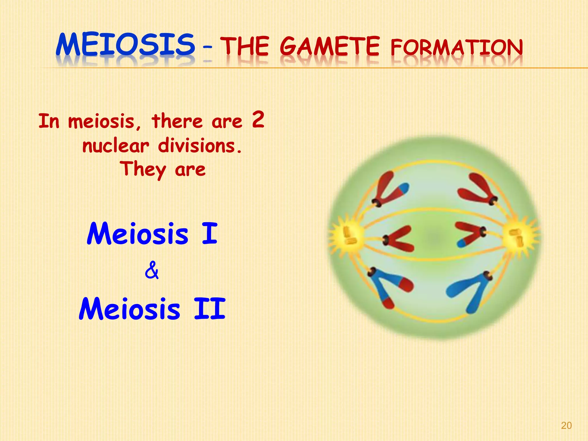 Cell Division | PPTX