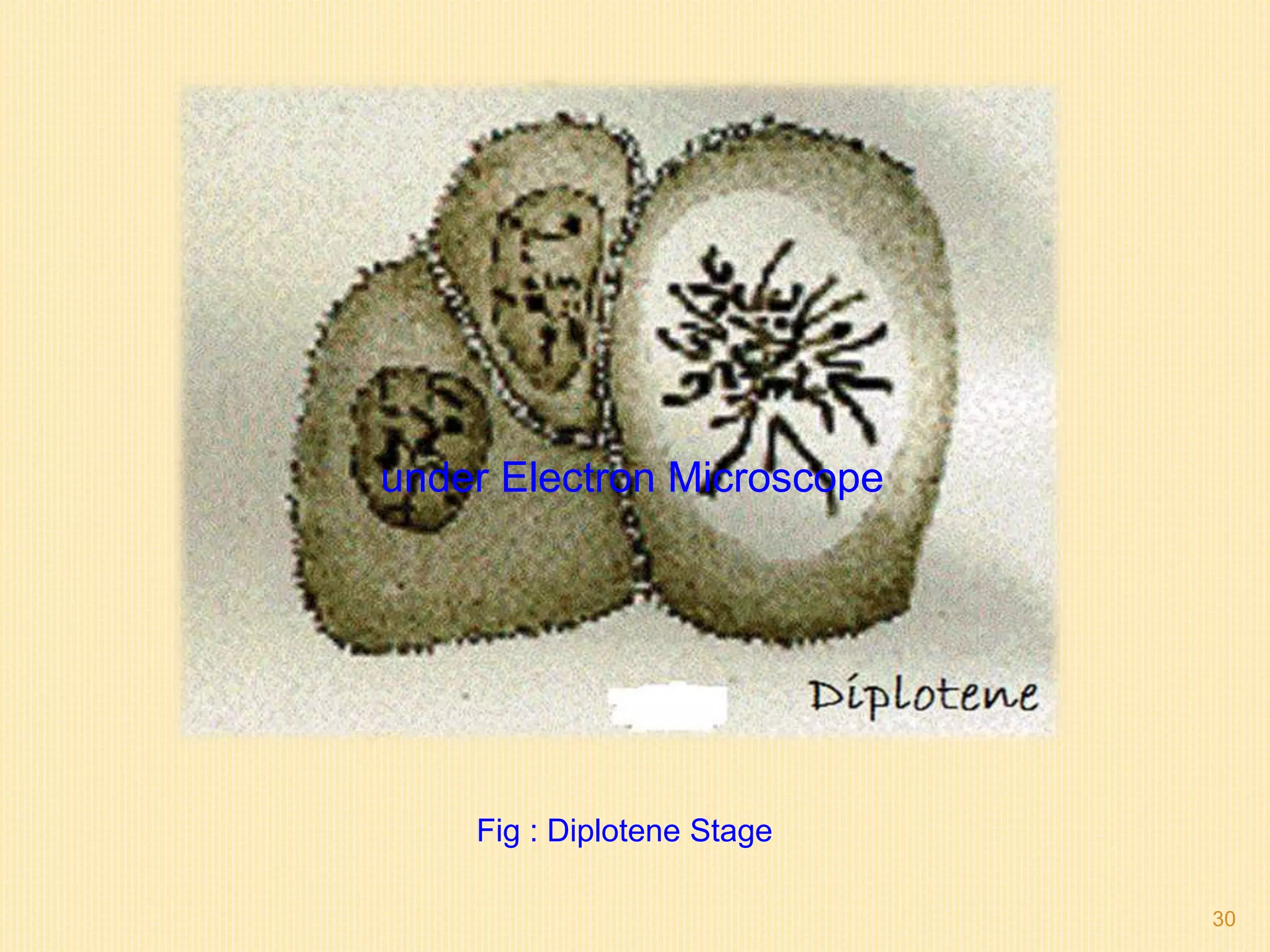 Cell Division | PPTX
