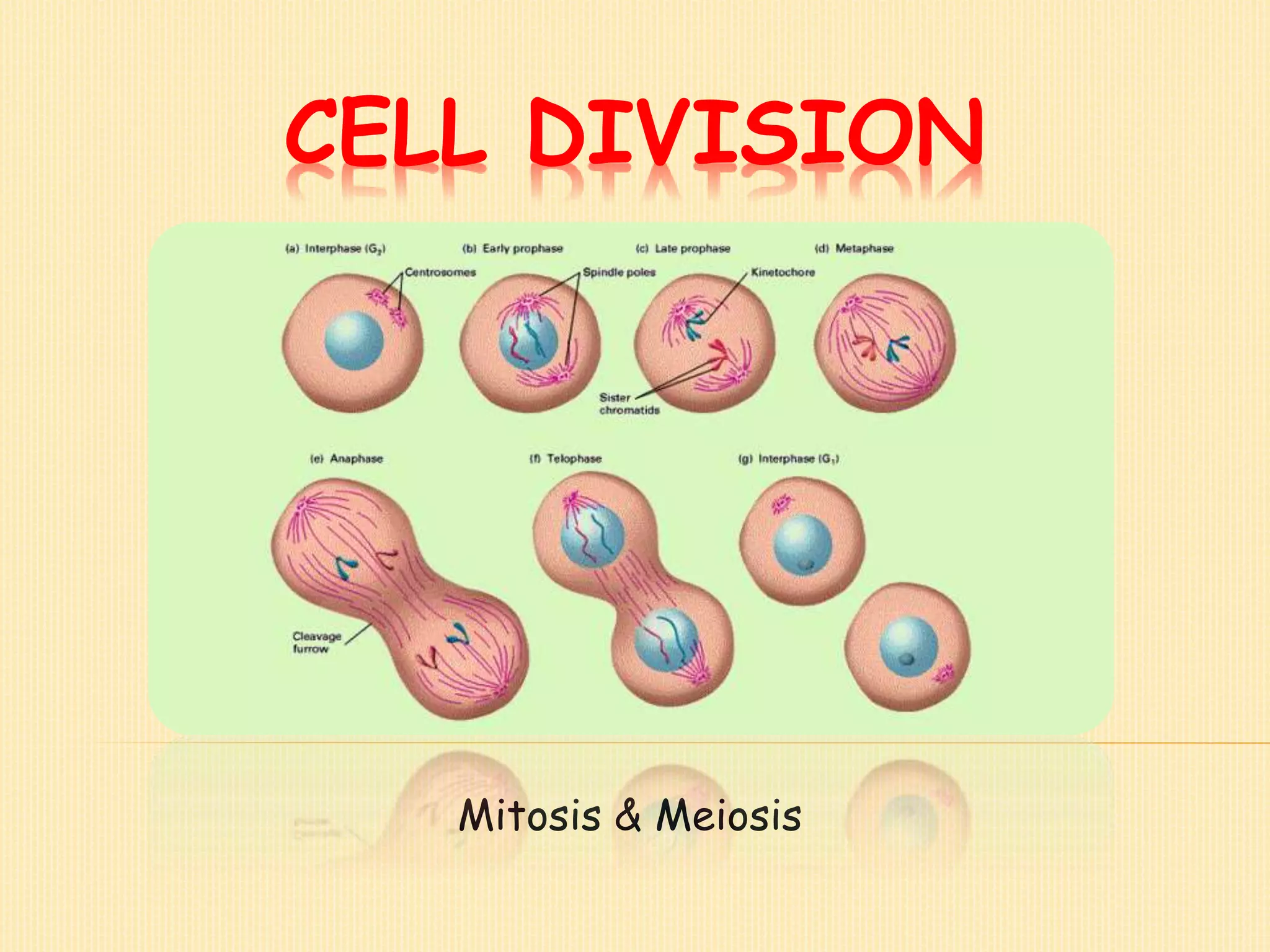 Cell Division | PPTX