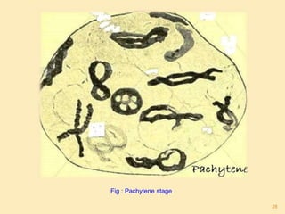 Cell Division | PPTX