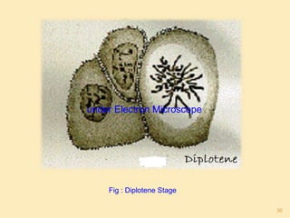 Cell Division | PPTX