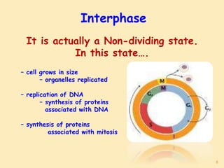 Cell Division | PPTX