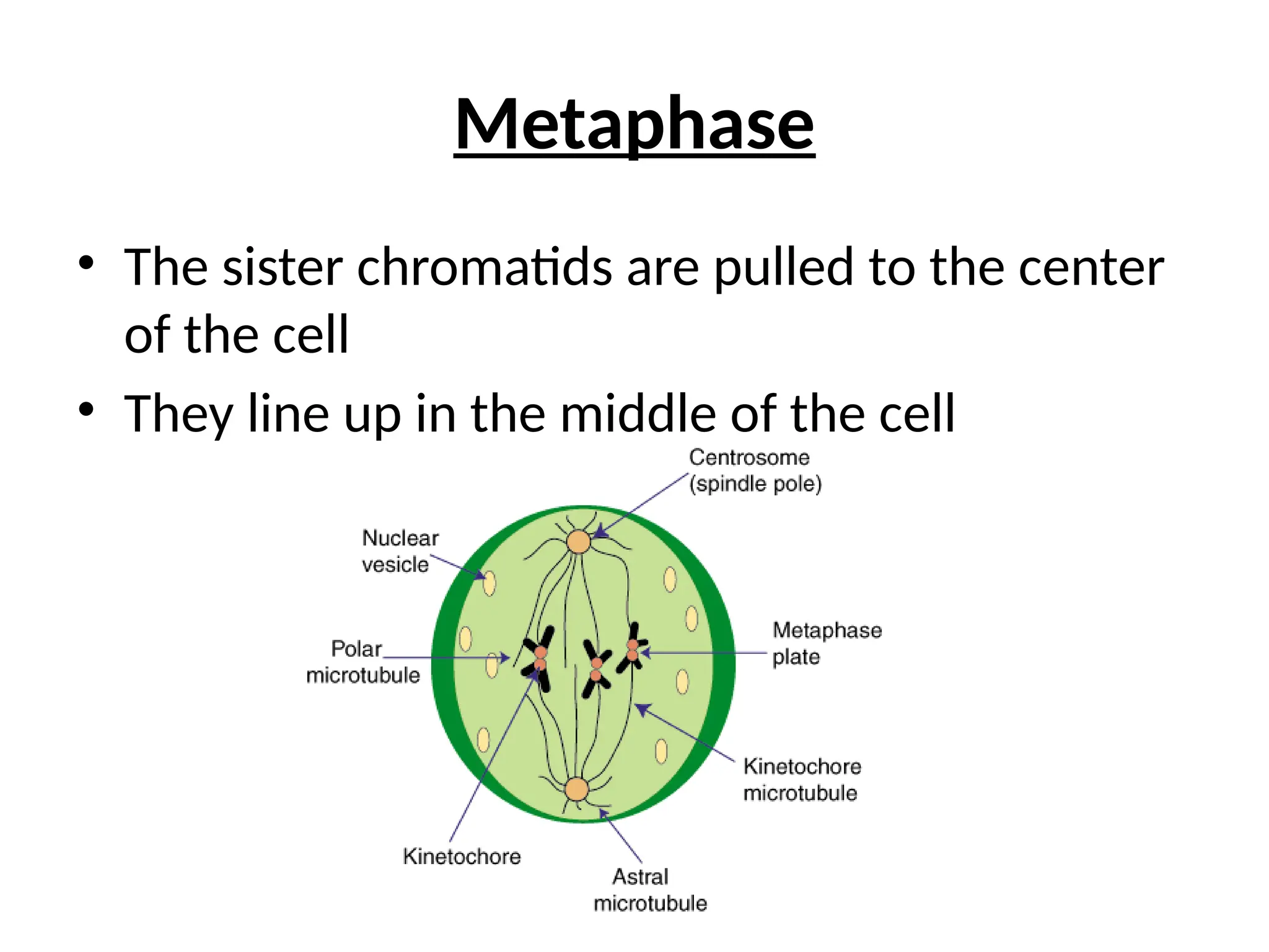 SCIENCE-Cell-Division-Mitosis-Meiosis-ppt.pptx