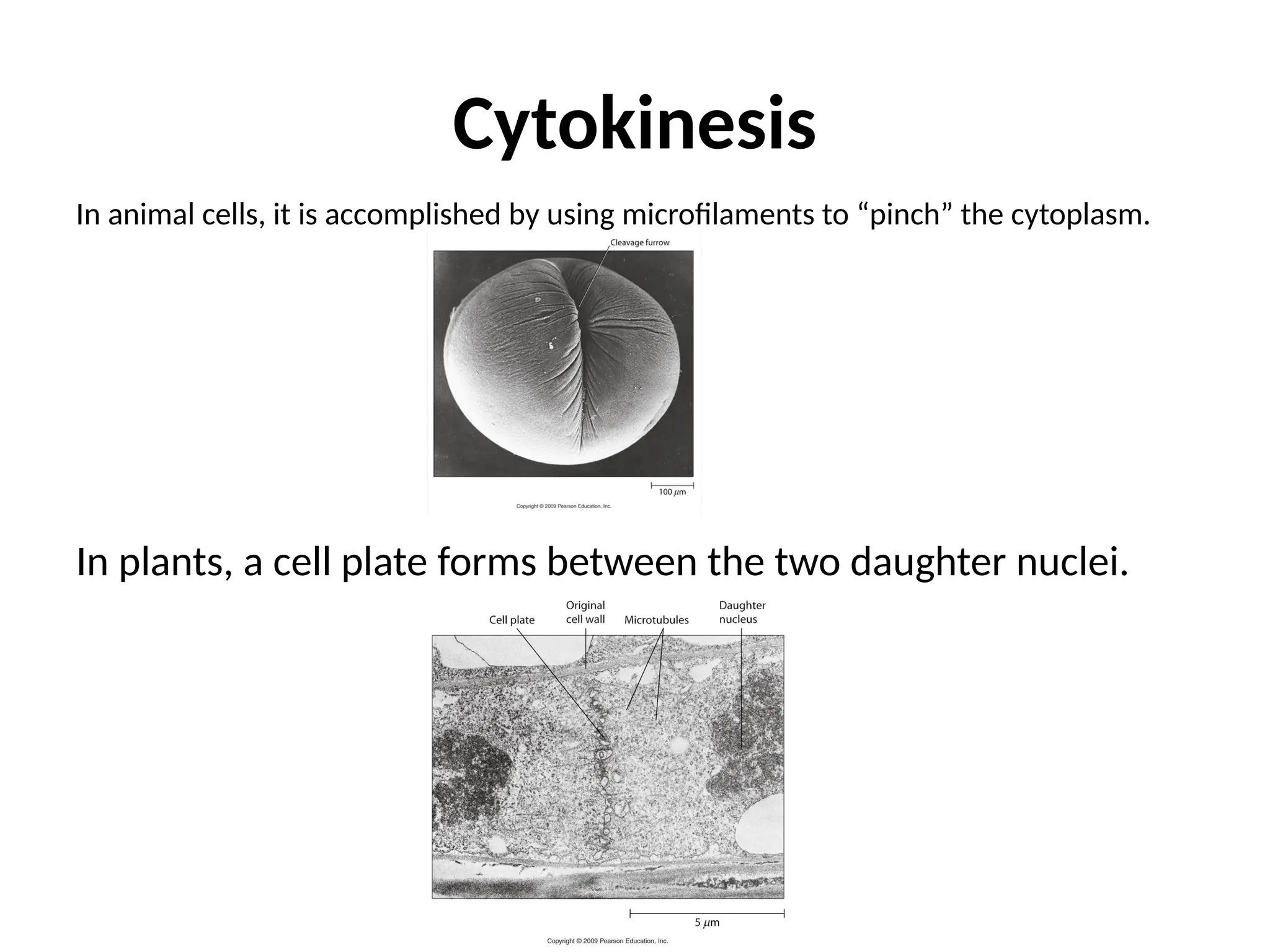 SCIENCE-Cell-Division-Mitosis-Meiosis-ppt.pptx