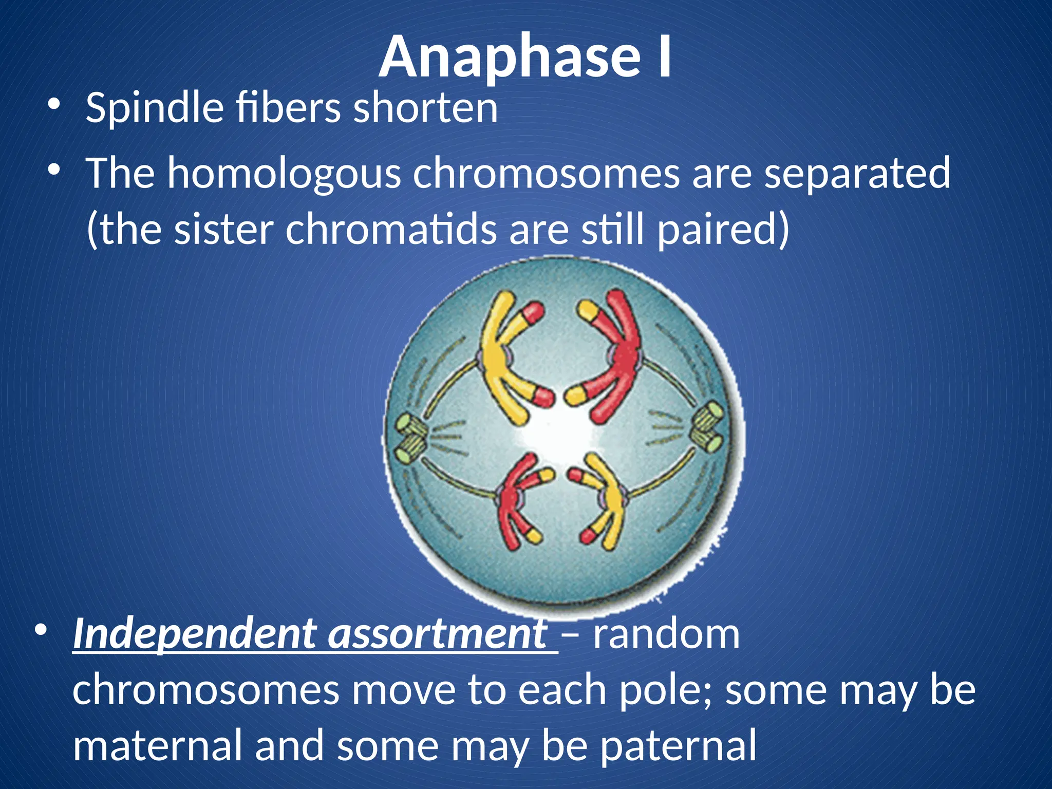 Science Cell Division Mitosis Meiosis Ppt Pptx