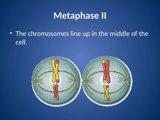 SCIENCE-Cell-Division-Mitosis-Meiosis-ppt.pptx
