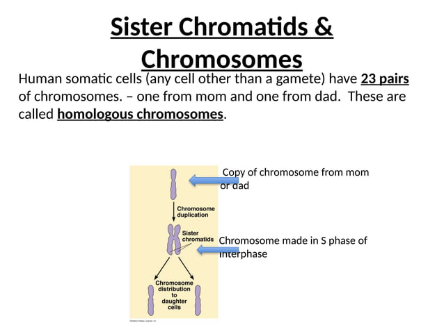 Science Cell Division Mitosis Meiosis Ppt Pptx