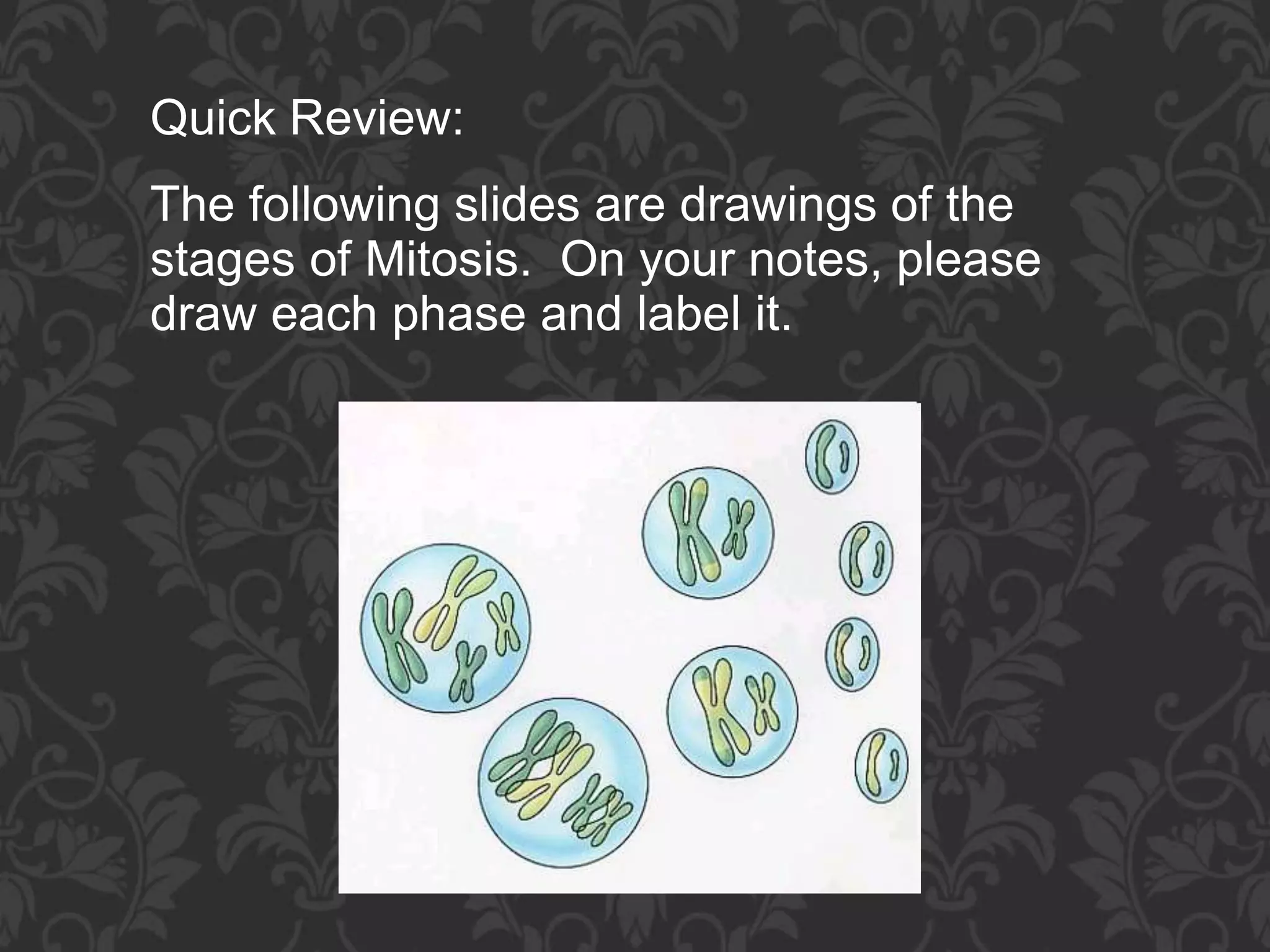 cell-division-mitosis-meiosis 2023-2024.pptx | Needlework | Arts and Crafts