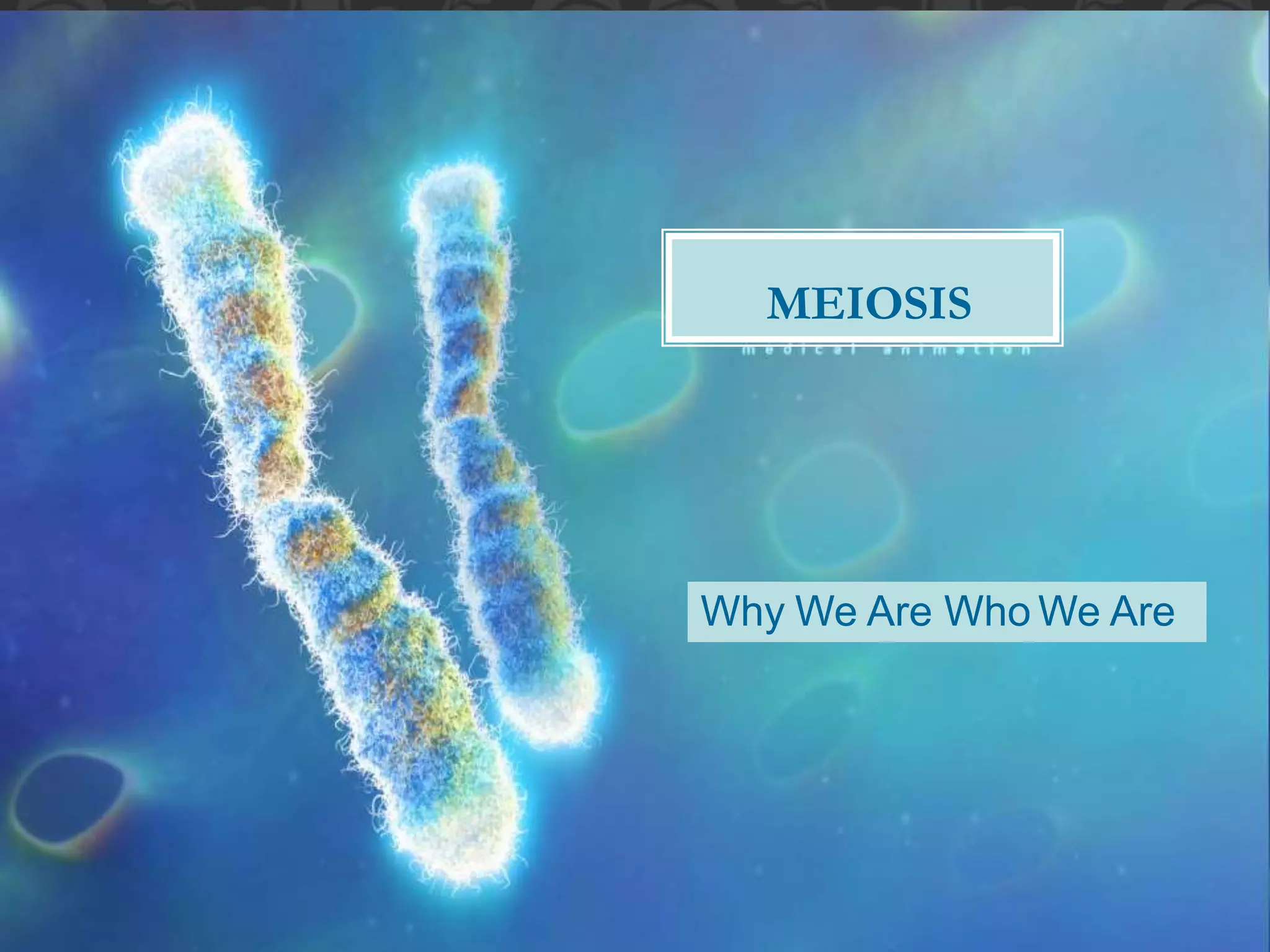 cell-division-mitosis-meiosis 2023-2024.pptx | Needlework | Arts and Crafts