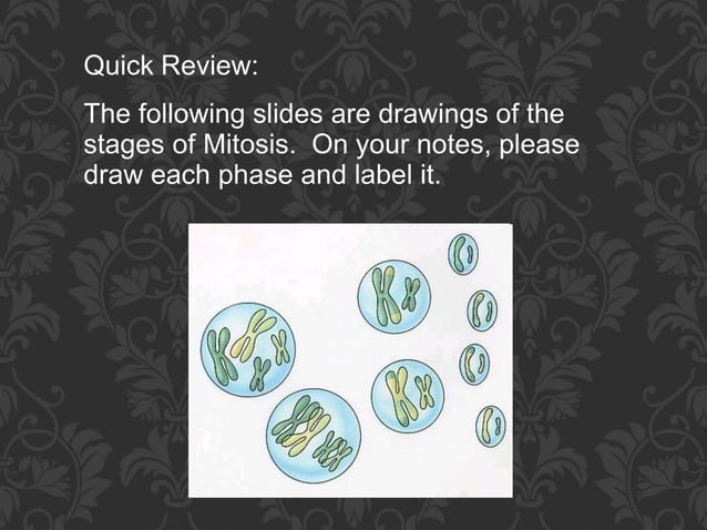 cell-division-mitosis-meiosis 2023-2024.pptx | Needlework | Arts and Crafts