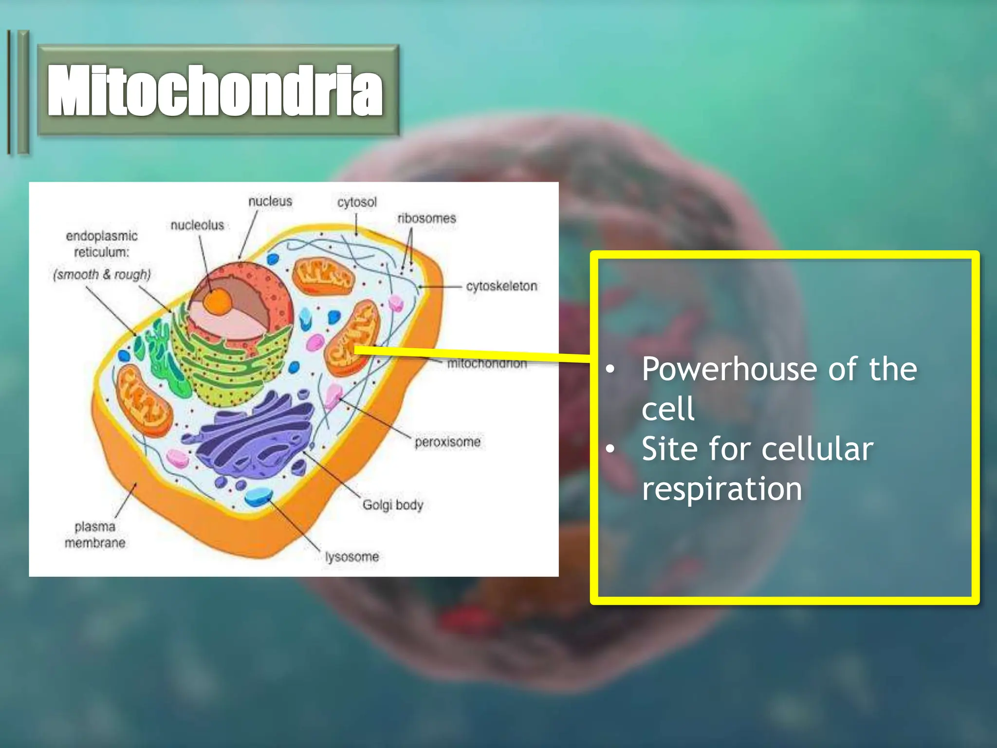 cell-energy-ppt-1.pptx | Biological Sciences | Science
