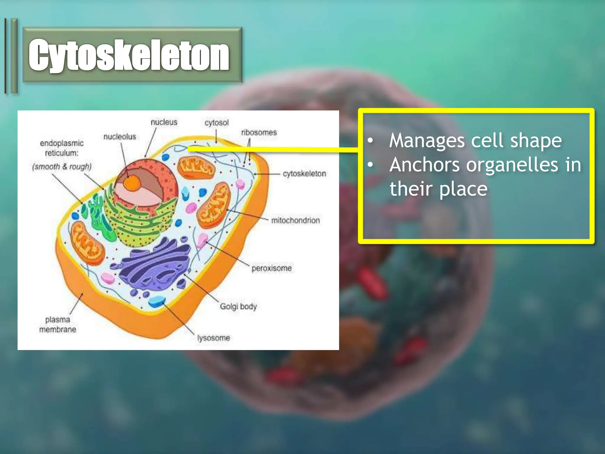cell-energy-ppt-1.pptx