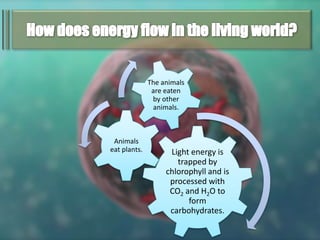 cell-energy-ppt-1.pptx