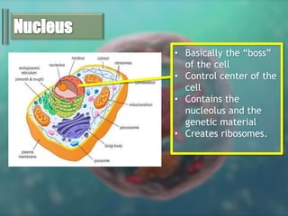 cell-energy-ppt-1.pptx | Biological Sciences | Science