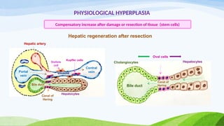 cell-injury-and-adaptations histopathology-I.ppt