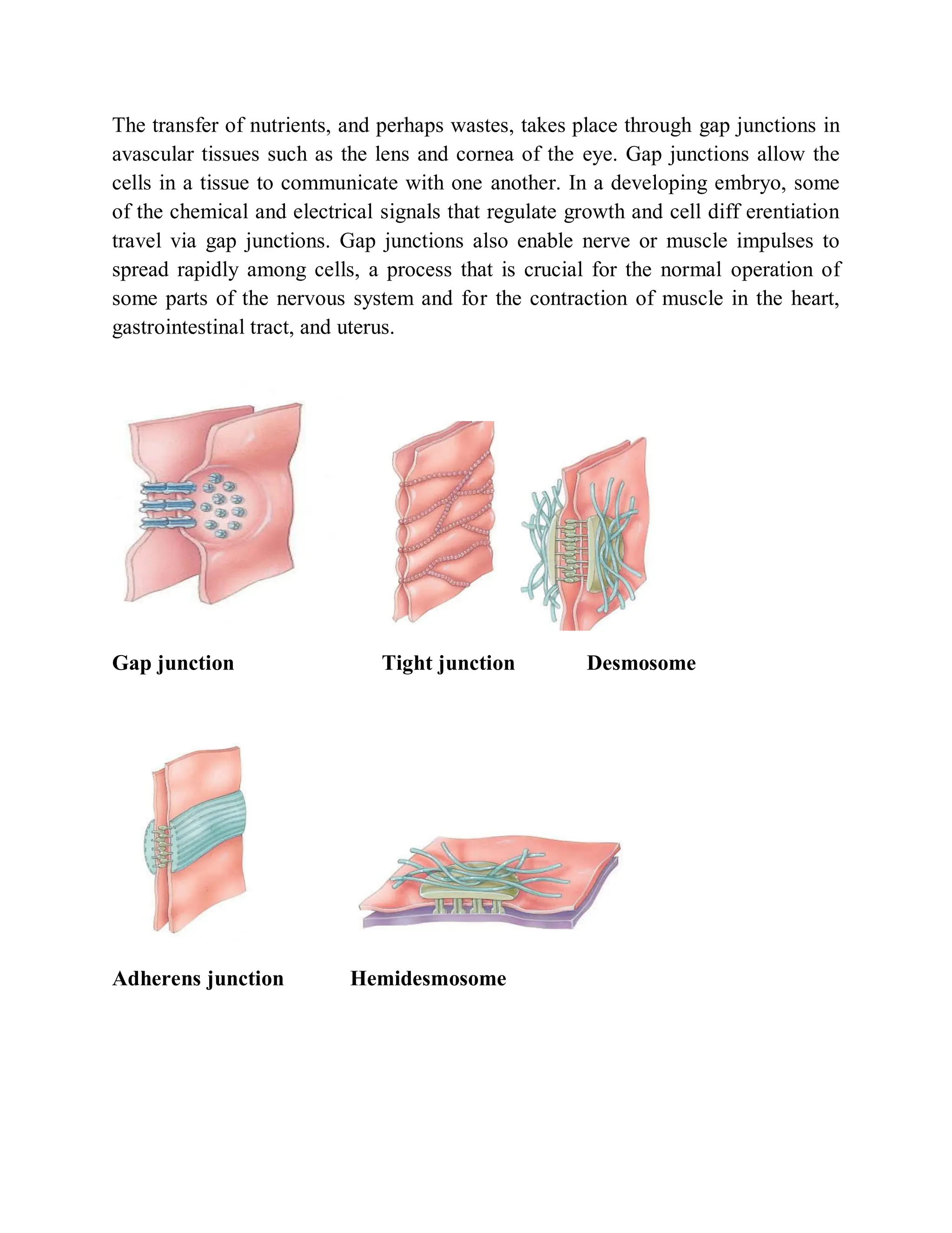 cell-junction-and-types-2.pdf