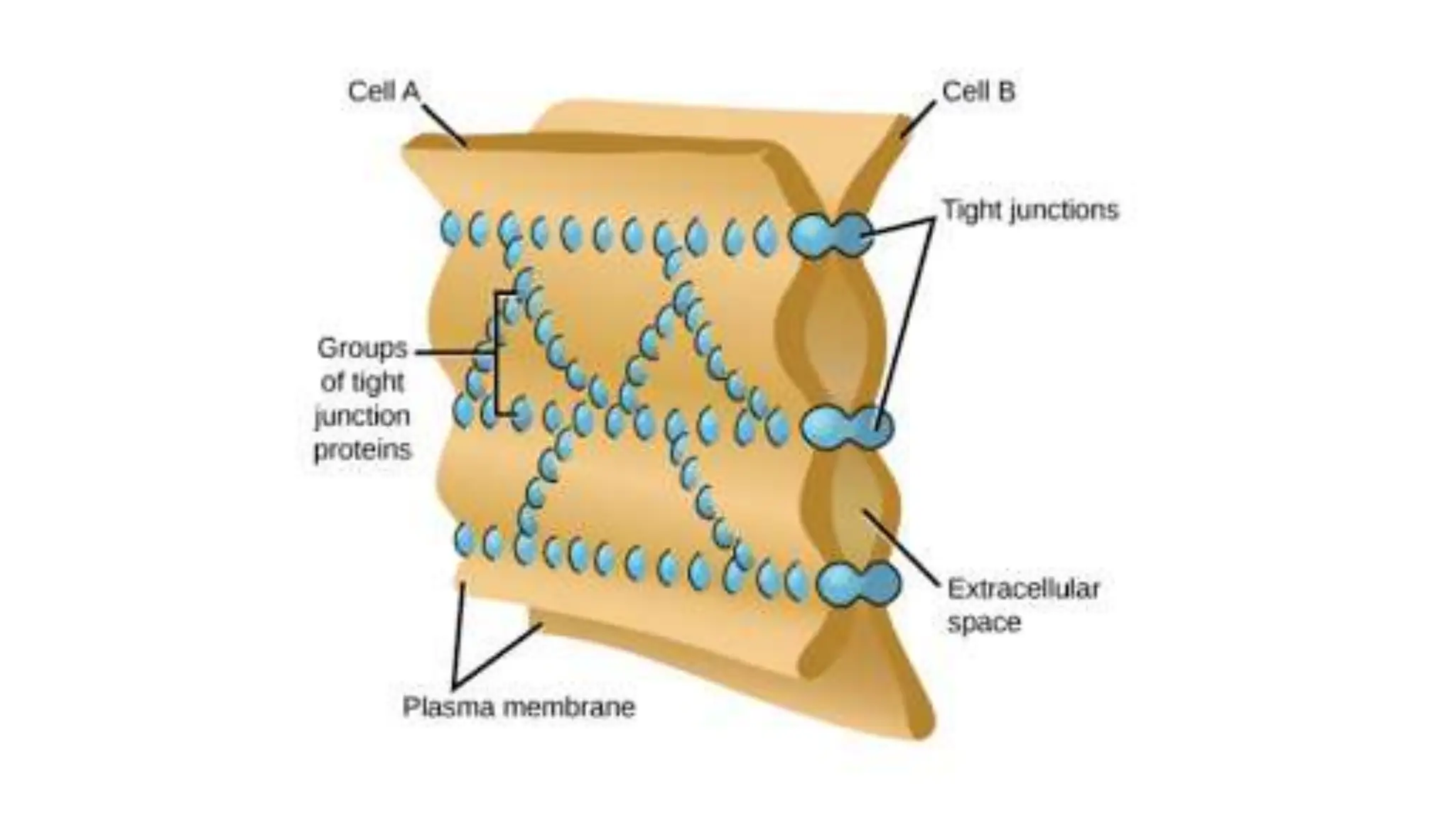 Cell-Junctions (1).pptx