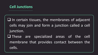 Cell-Junctions (1).pptx