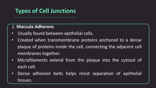 Cell-Junctions (1).pptx